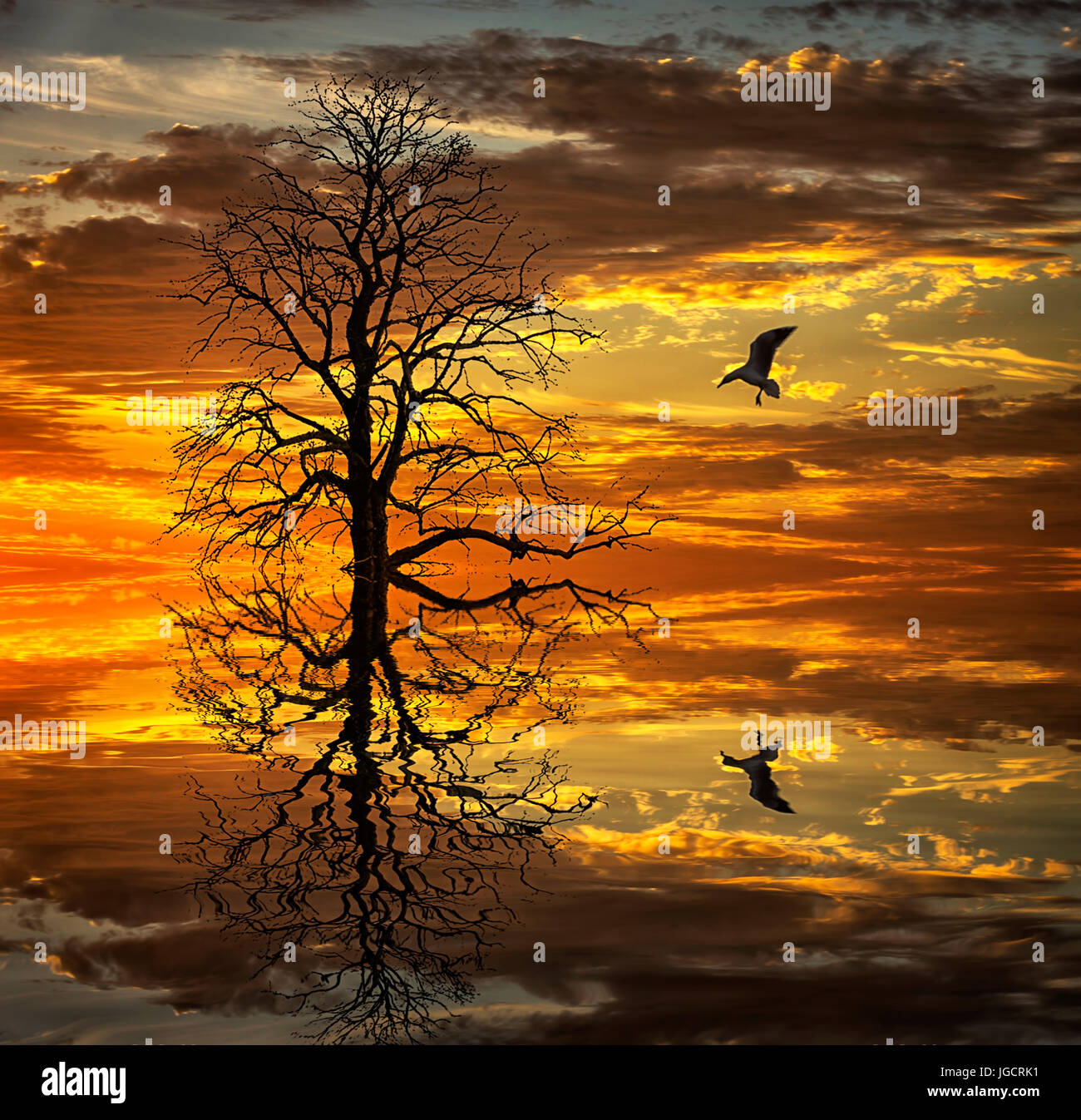 Tree silhouette australia hi-res stock photography and images - Alamy