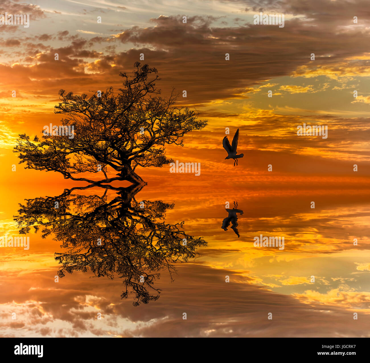 Sunset reflection of a Bird flying towards a tree, Australia Stock ...
