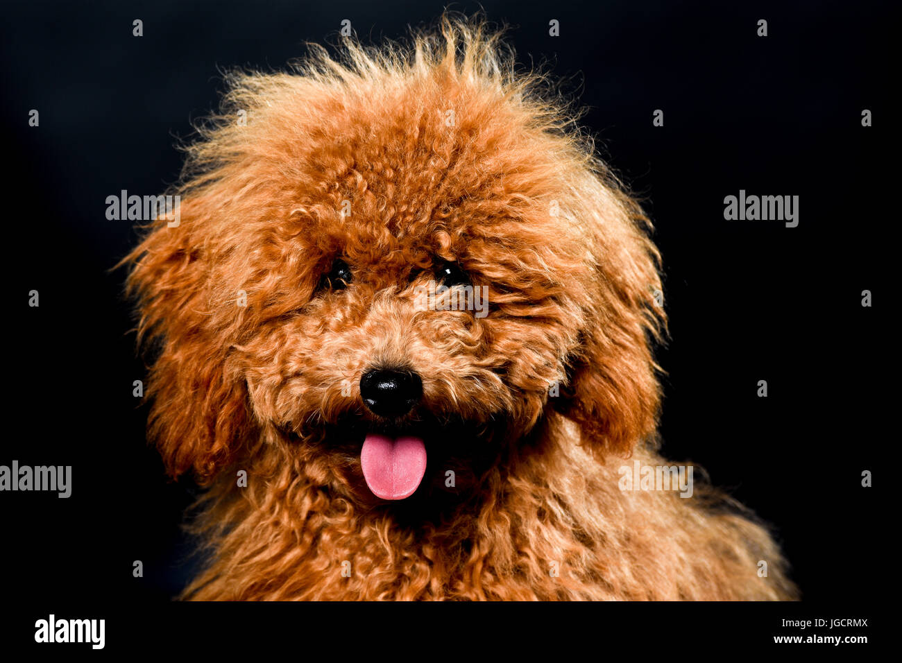 Light Chocolate Toy Poodle
