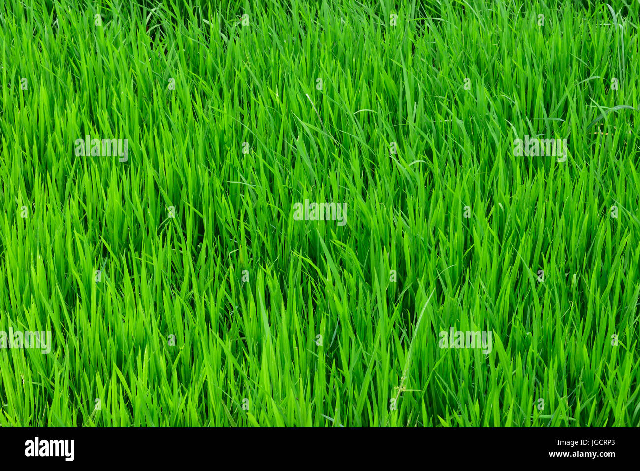 Wallpaper of rice field hi-res stock photography and images - Alamy