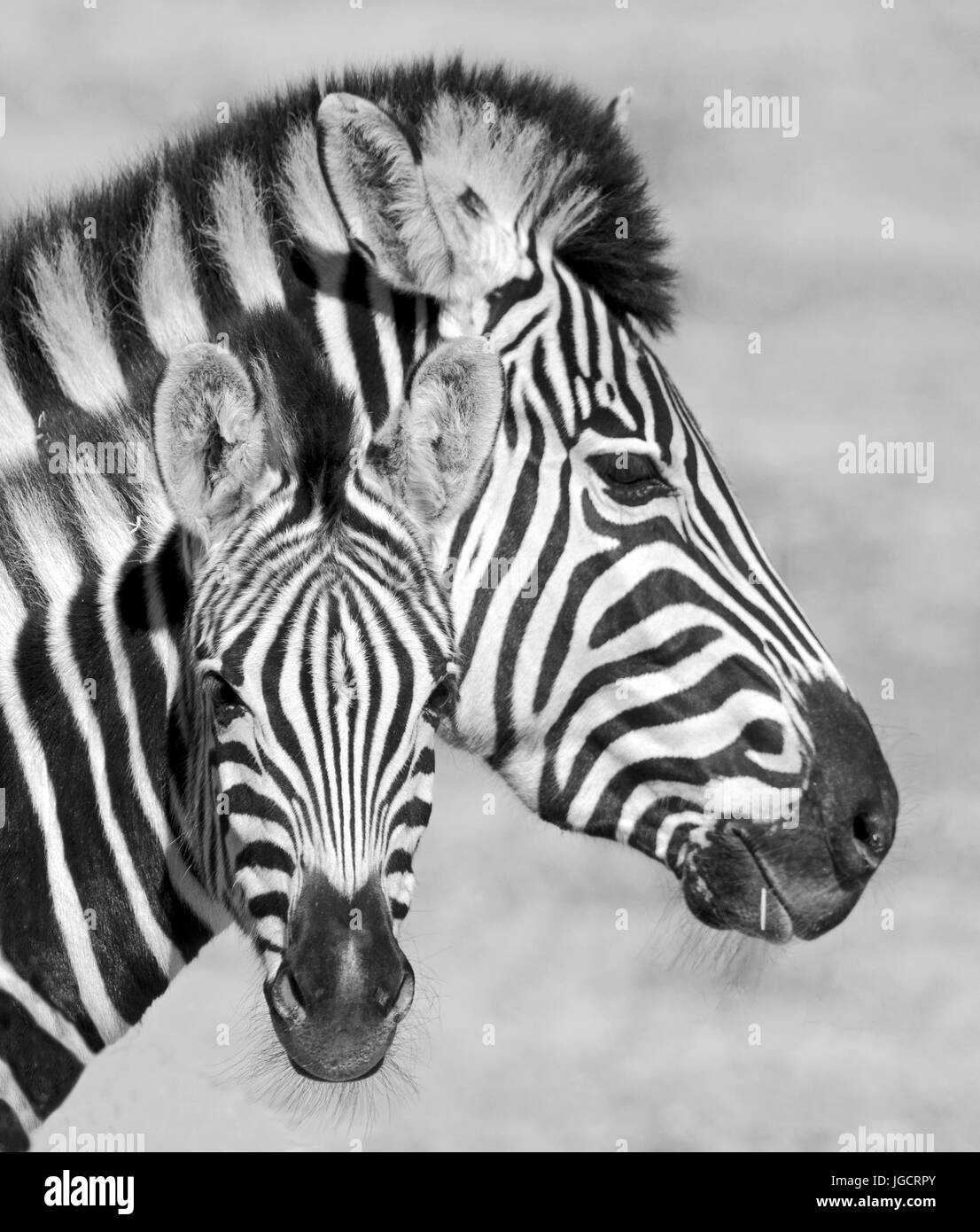 Colt and mare hi-res stock photography and images - Alamy