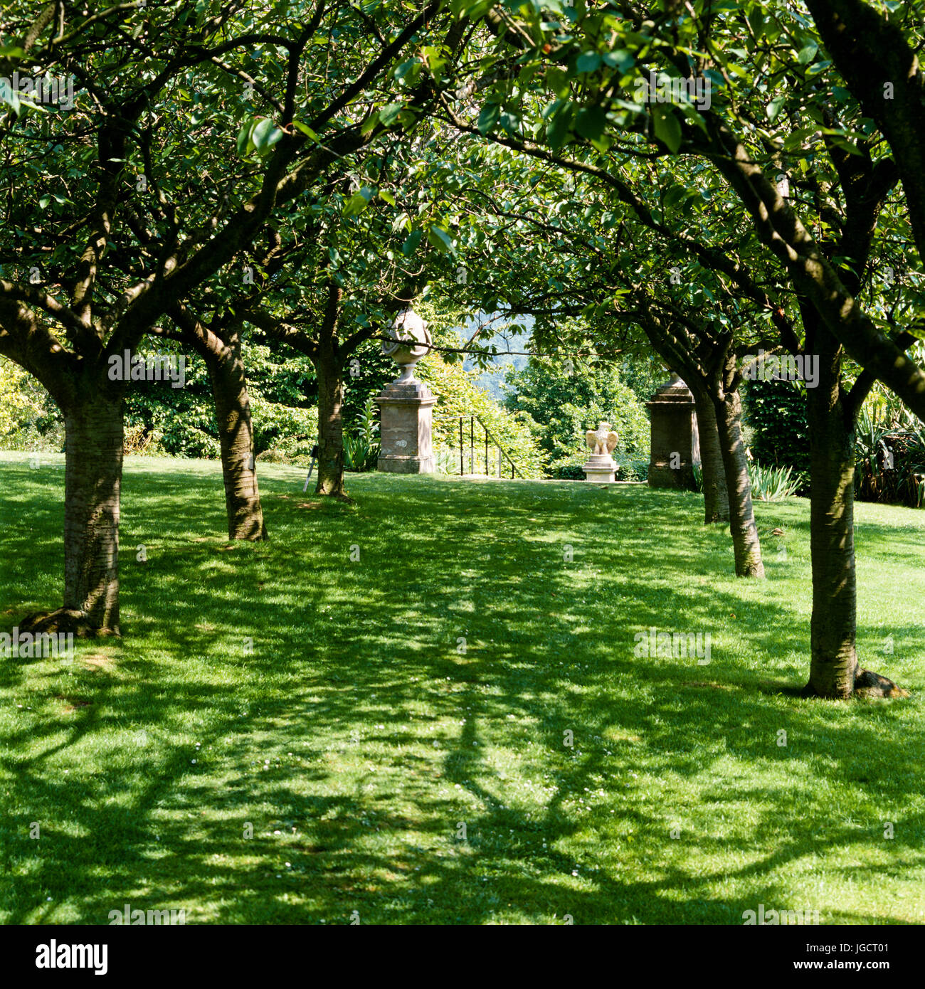 Trees on grass with shadow Stock Photo - Alamy