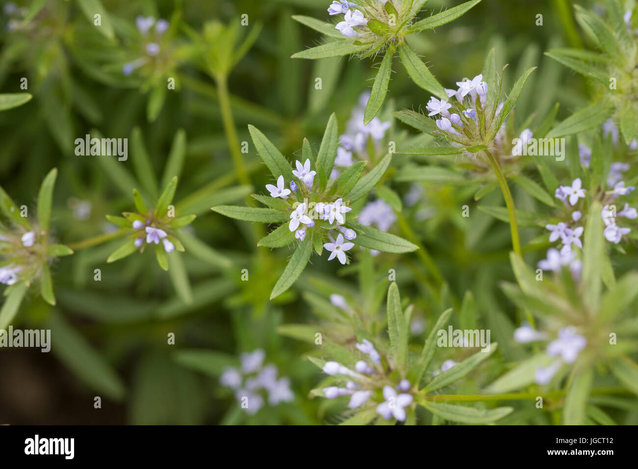 Acker-Meier, Acker-Meister, Ackermeier, Ackermeister, Asperula arvensis ...