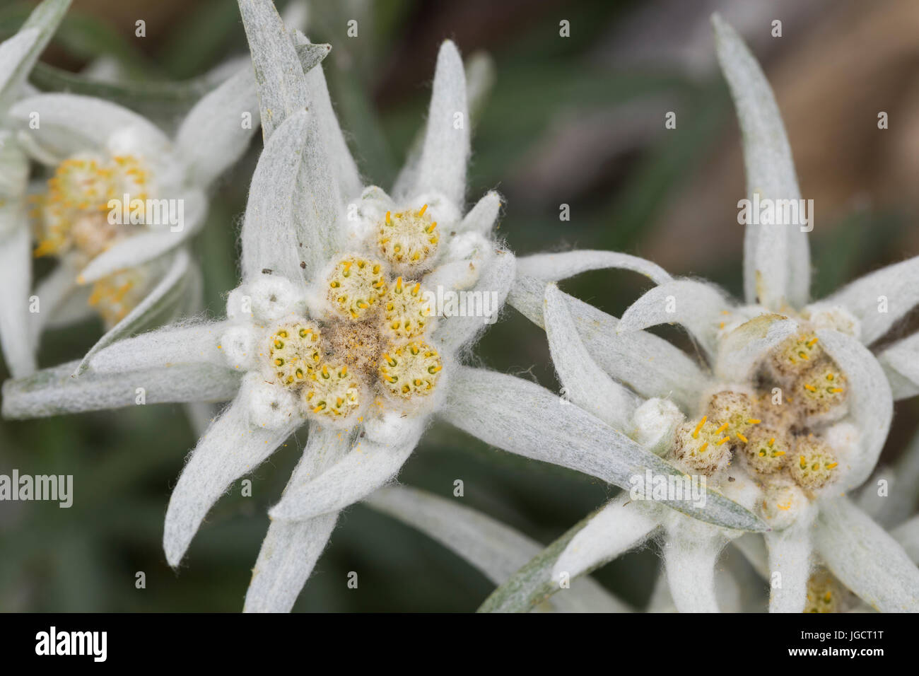 Alpen-Edelweiß, Edelweiß, Edelweiss, Alpen-Edelweiss, Leontopodium ...