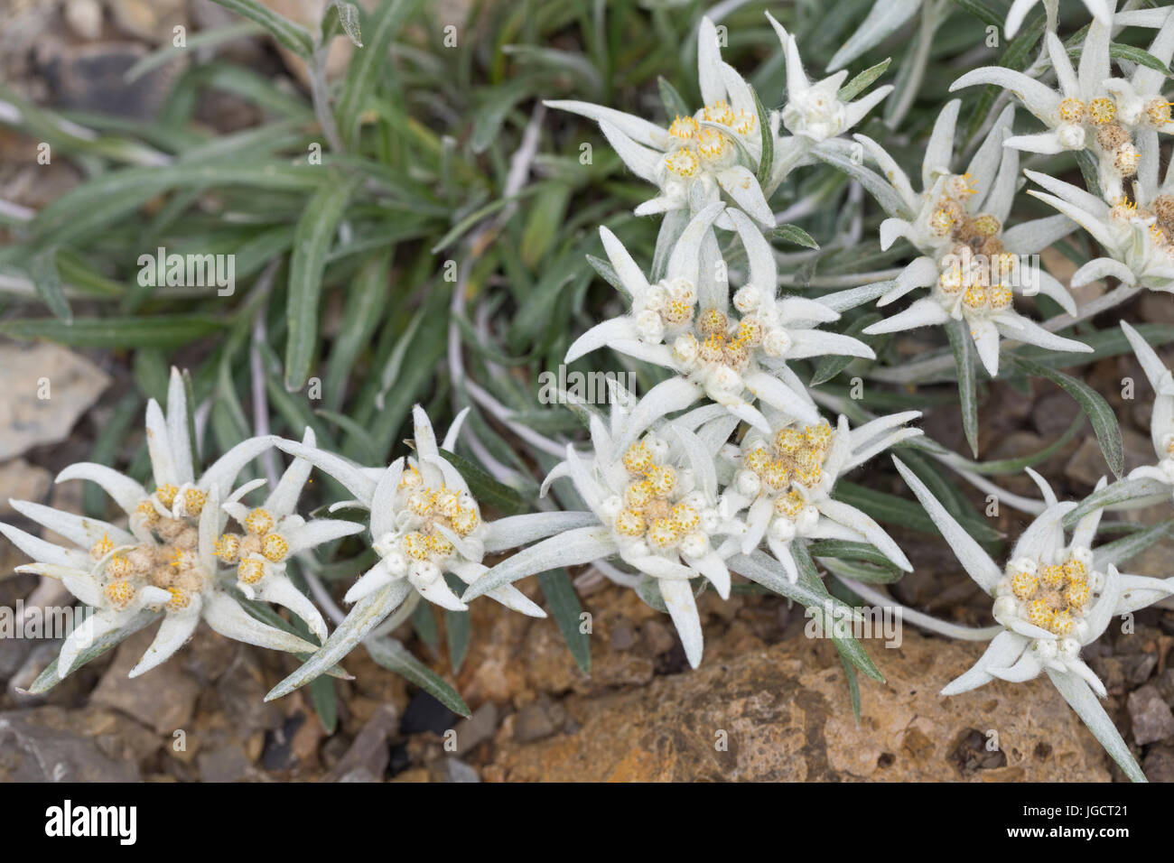 Alpen edelweiss hi-res stock photography and images - Alamy