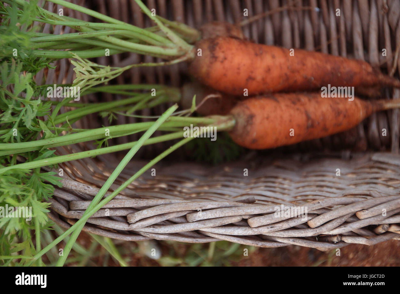 Freshly carrots hi-res stock photography and images - Alamy
