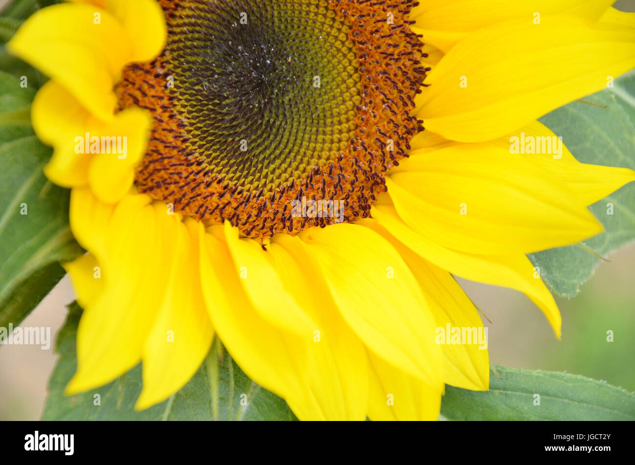 Beautiful yellow sunflower blooming in sunflower garden Stock Photo - Alamy