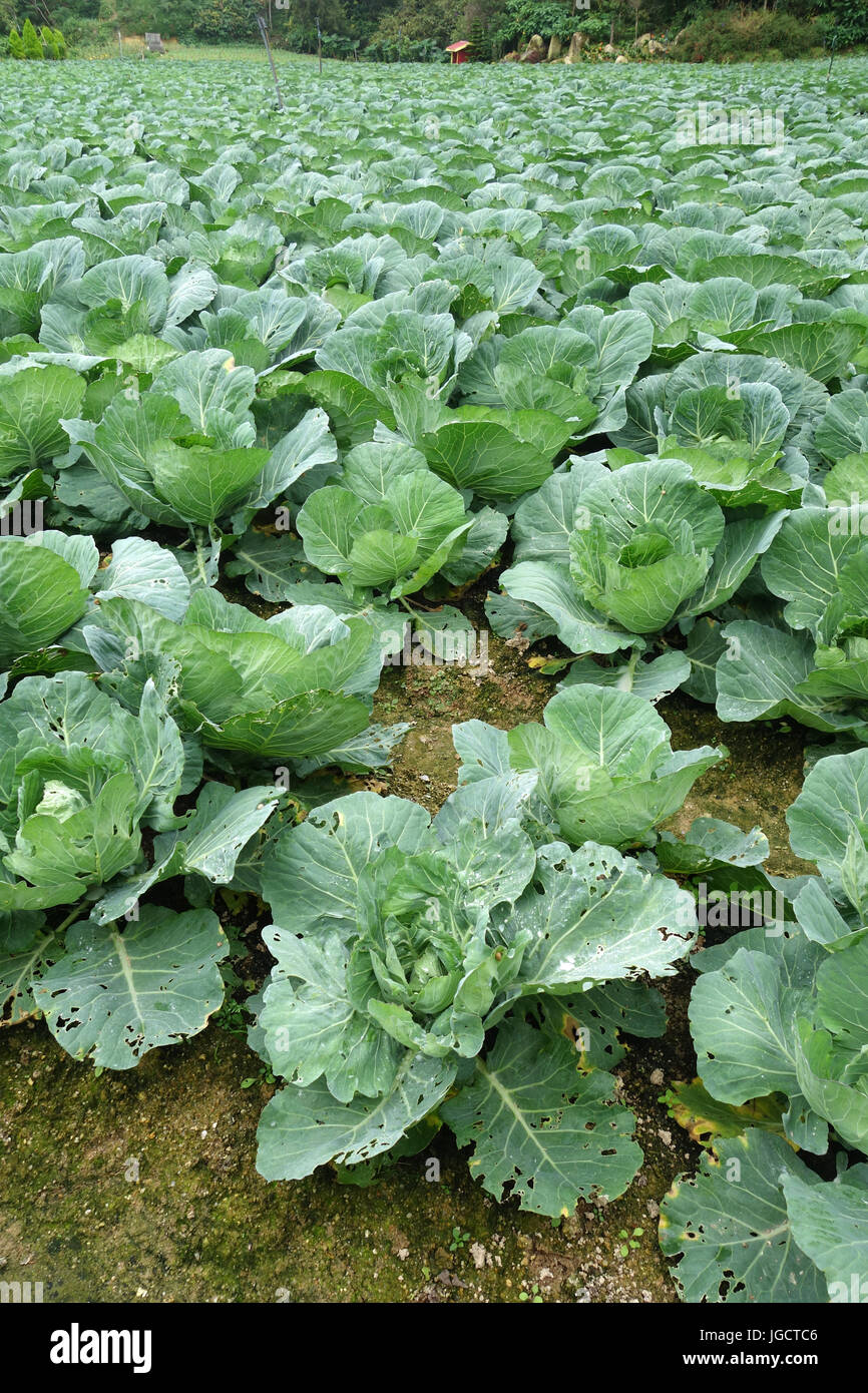 Rows of grown cabbages in Cameron Highland Malaysia Stock Photo - Alamy