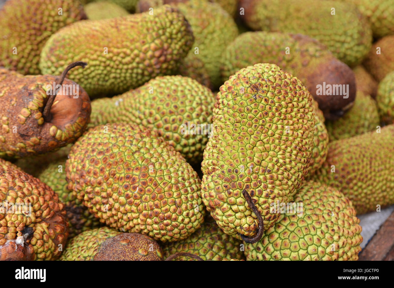 Cempedak or Artocarpus Integer, is a of family Moraceae, and same genus ...