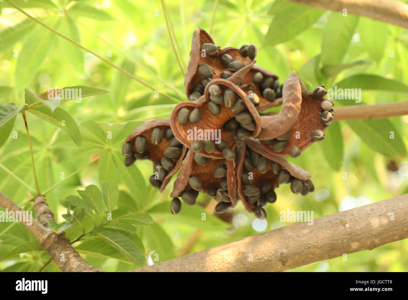 Micro fruits hi-res stock photography and images - Alamy