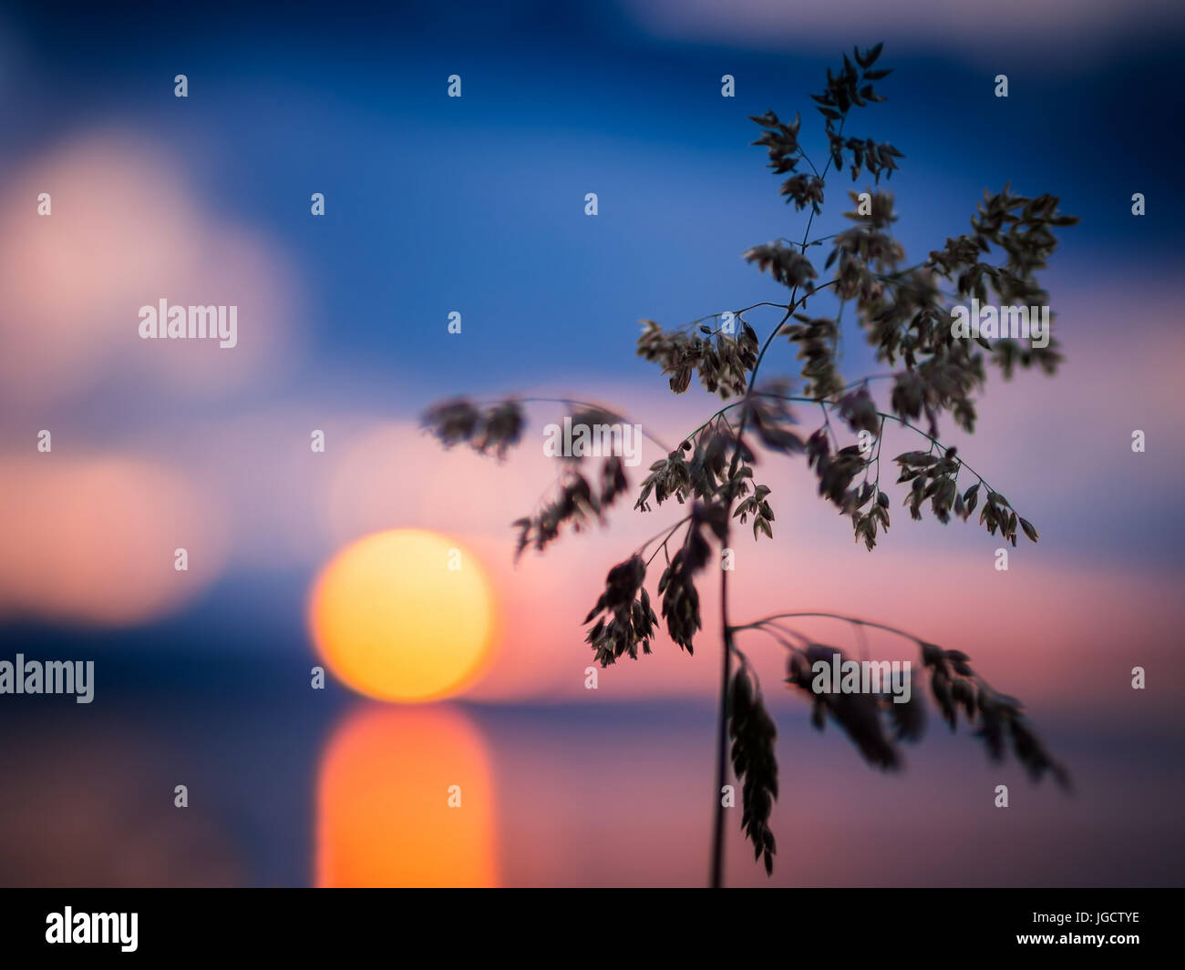 Plant at sunset hi-res stock photography and images - Alamy