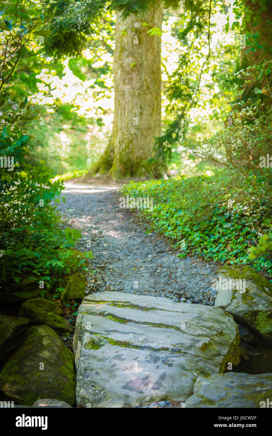 Pathway through Forrest Stock Photo - Alamy