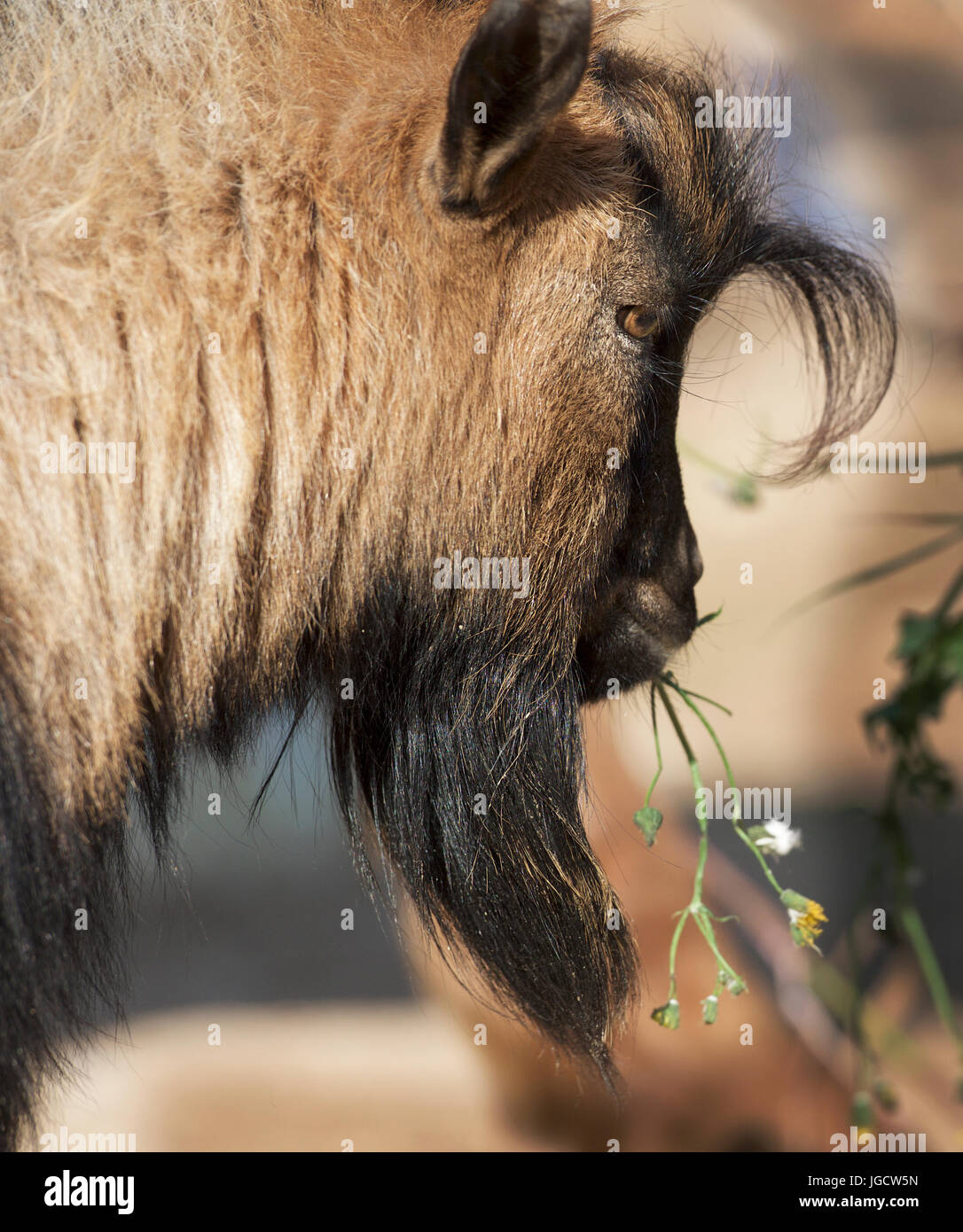 Portrait of a goat, Malta Stock Photo - Alamy