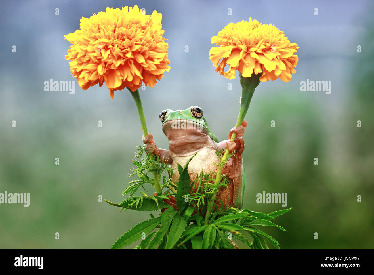 Tree frog on flowers hi-res stock photography and images - Alamy