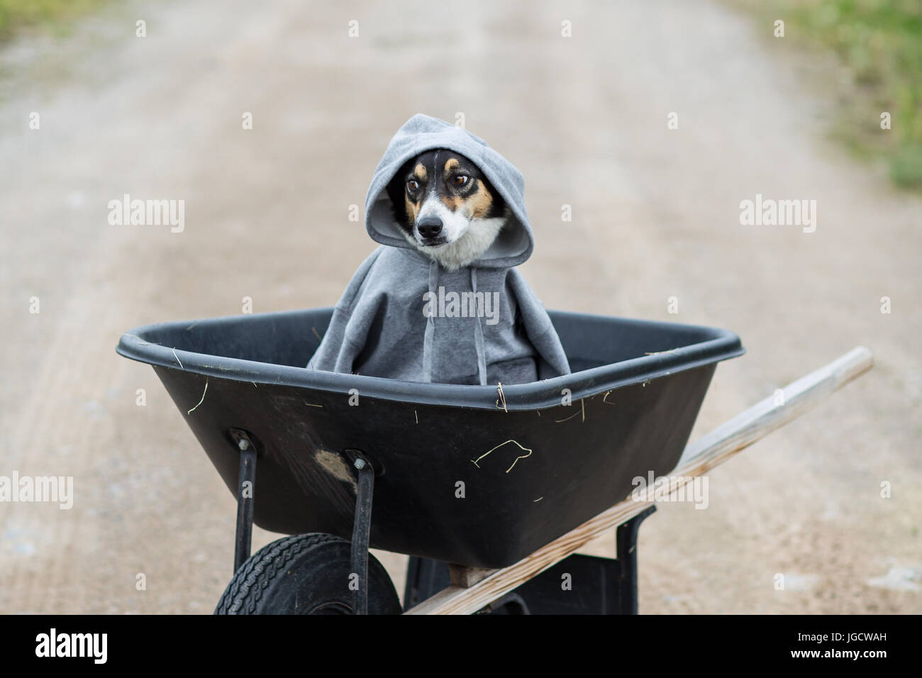 Funny wheelbarrow hi-res stock photography and images - Alamy