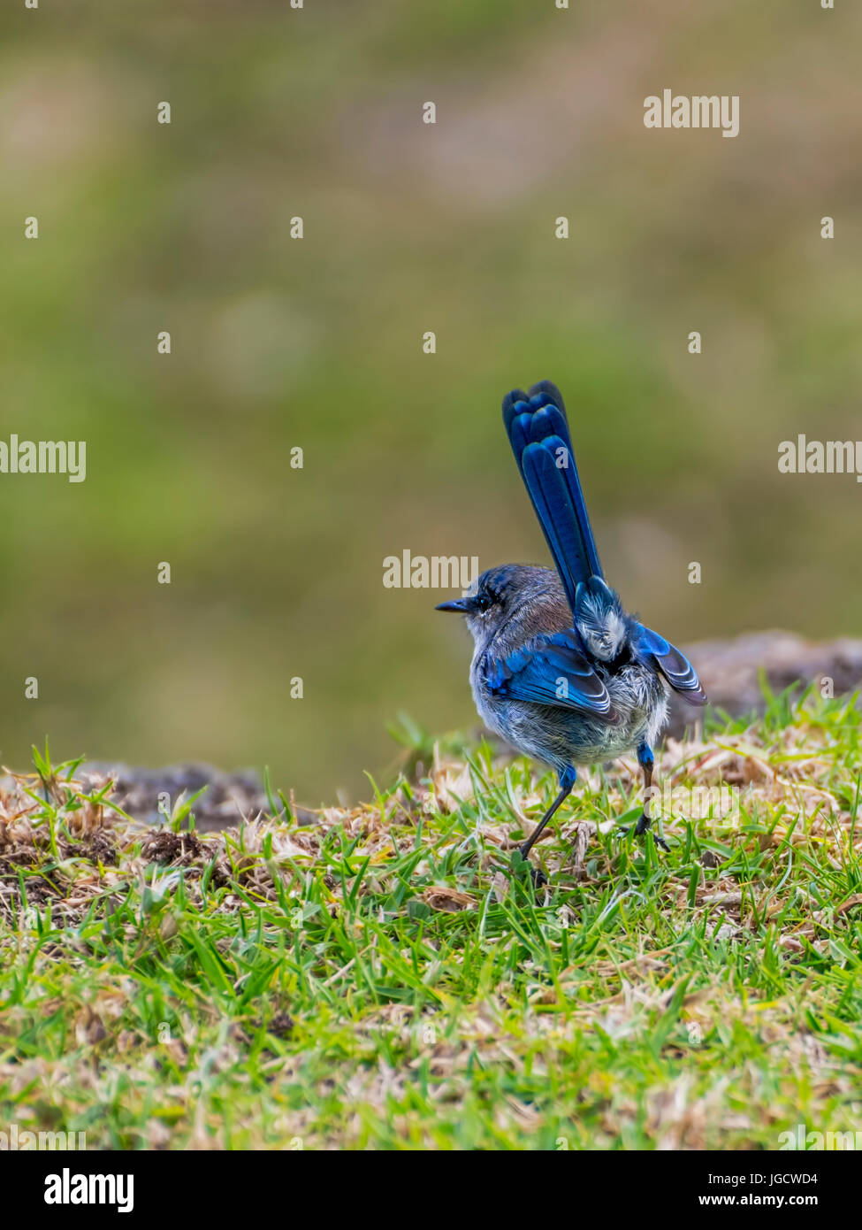 Splendid Fairy Wren (Malurus splendens), Perth, Western Australia ...