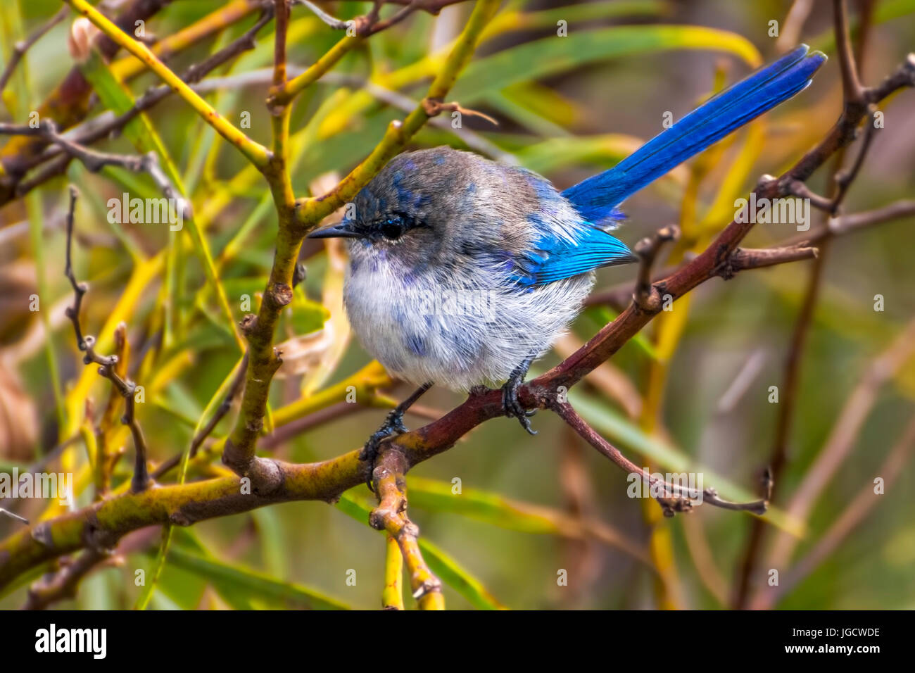 Splendid Fairy Wren (Malurus splendens), Perth, Western Australia ...