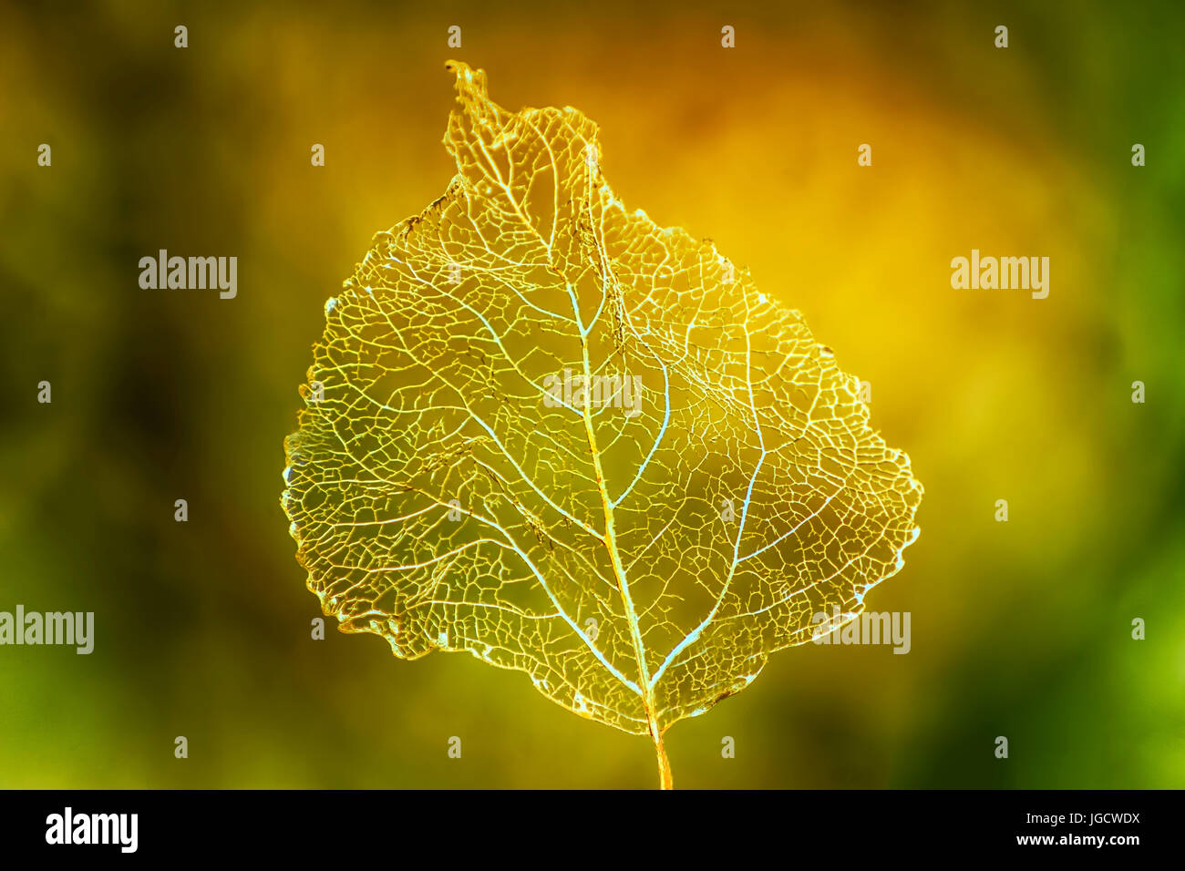 Close-up of an autumn leaf Stock Photo - Alamy