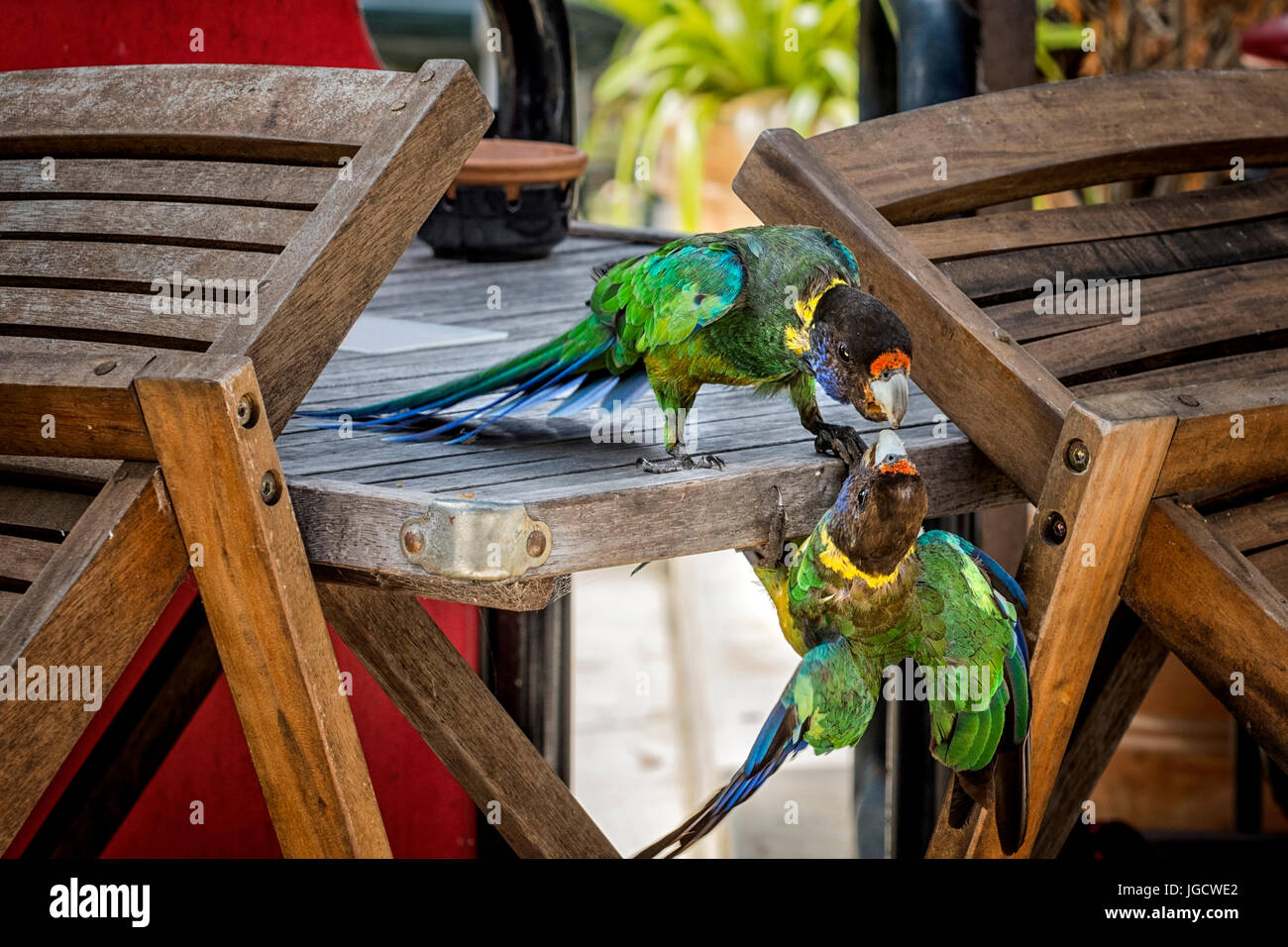 Wooden bird table hi-res stock photography and images - Alamy