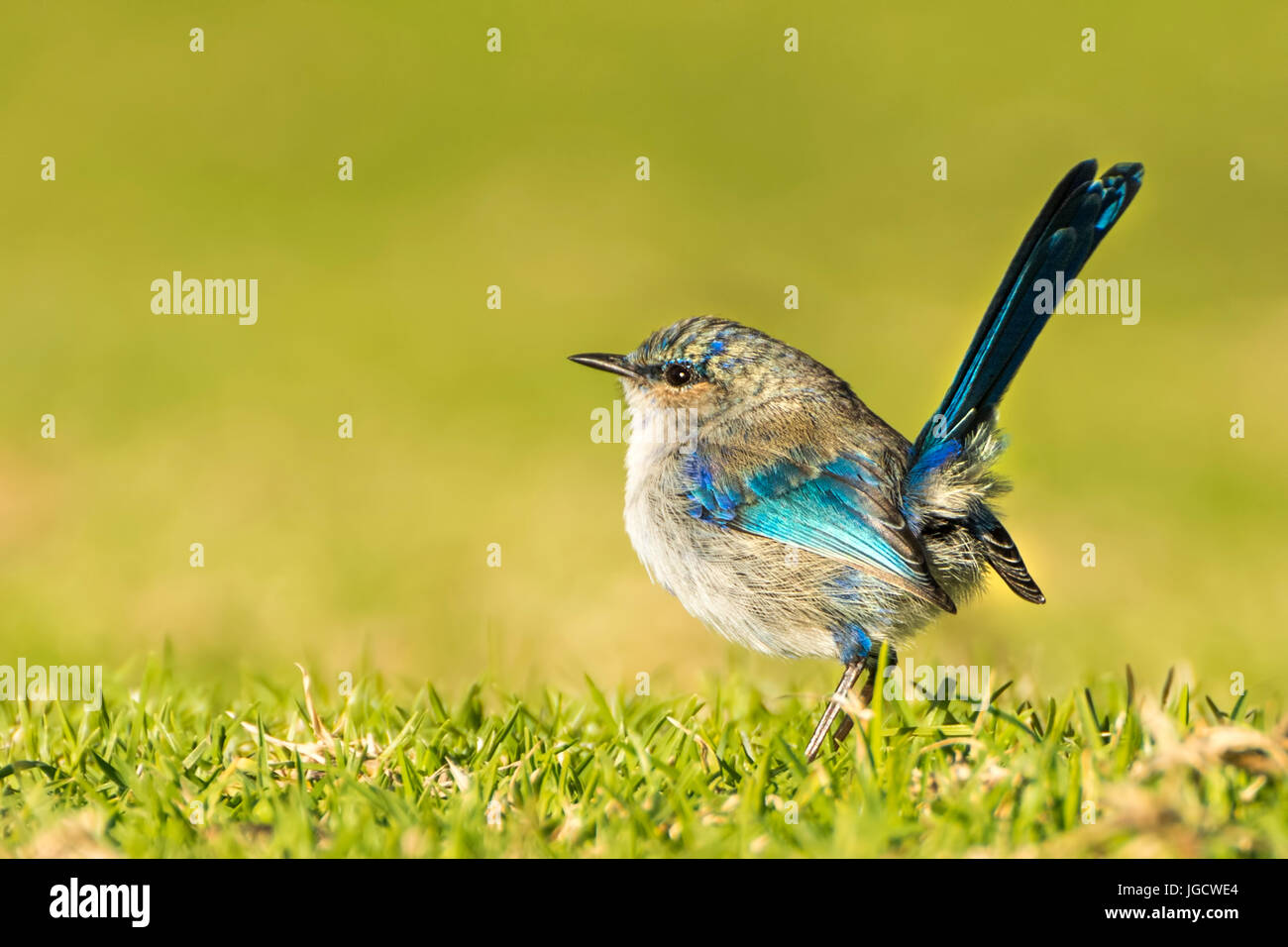 Splendid Fairy Wren (Malurus splendens), Perth, Western Australia ...