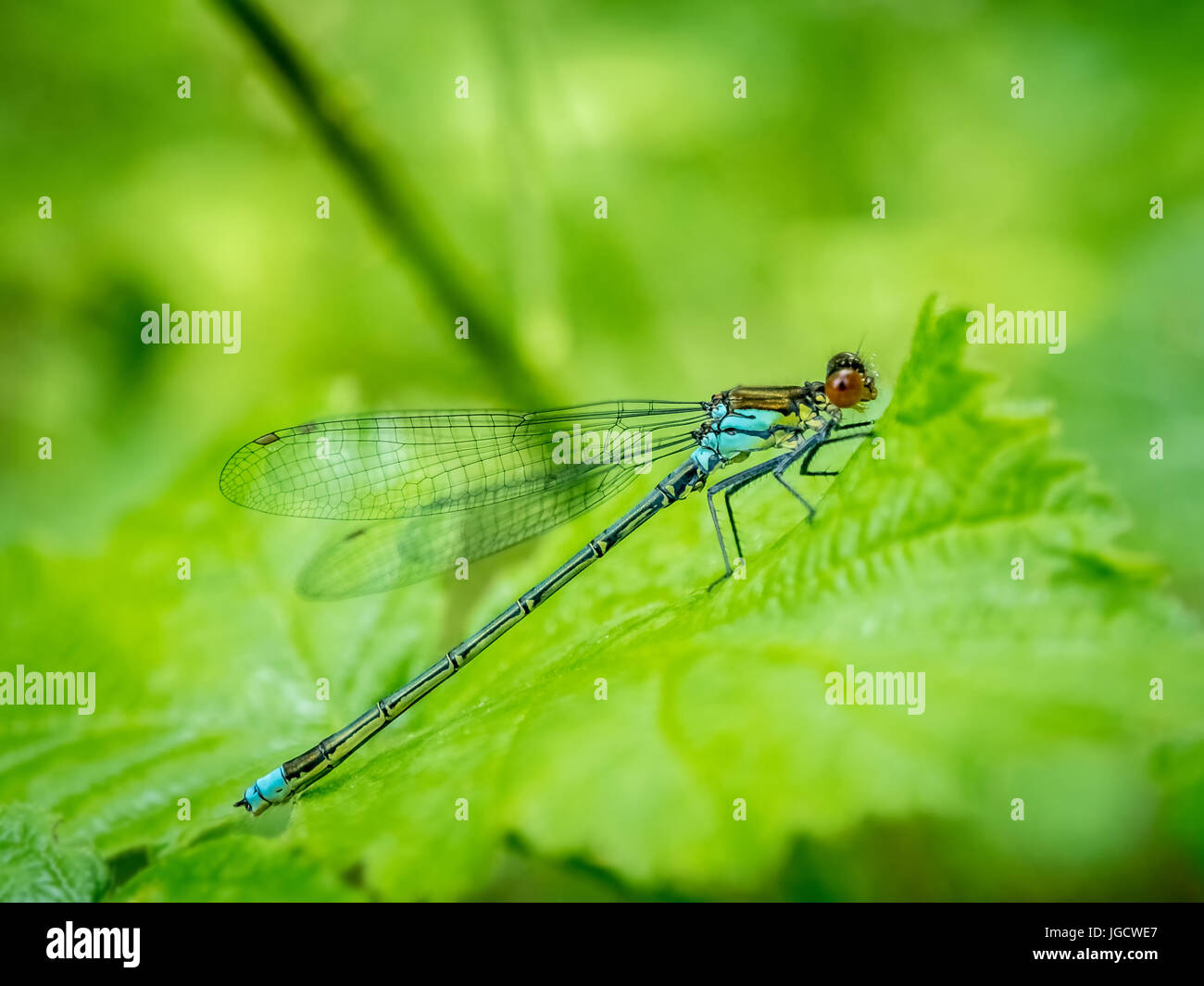 Insect in bulgaria hi-res stock photography and images - Alamy