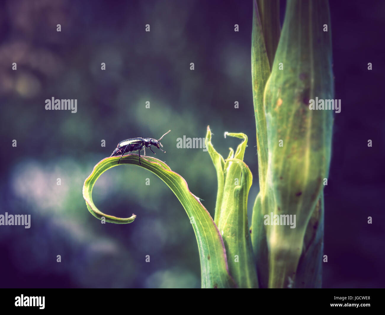 Insect in bulgaria hi-res stock photography and images - Alamy