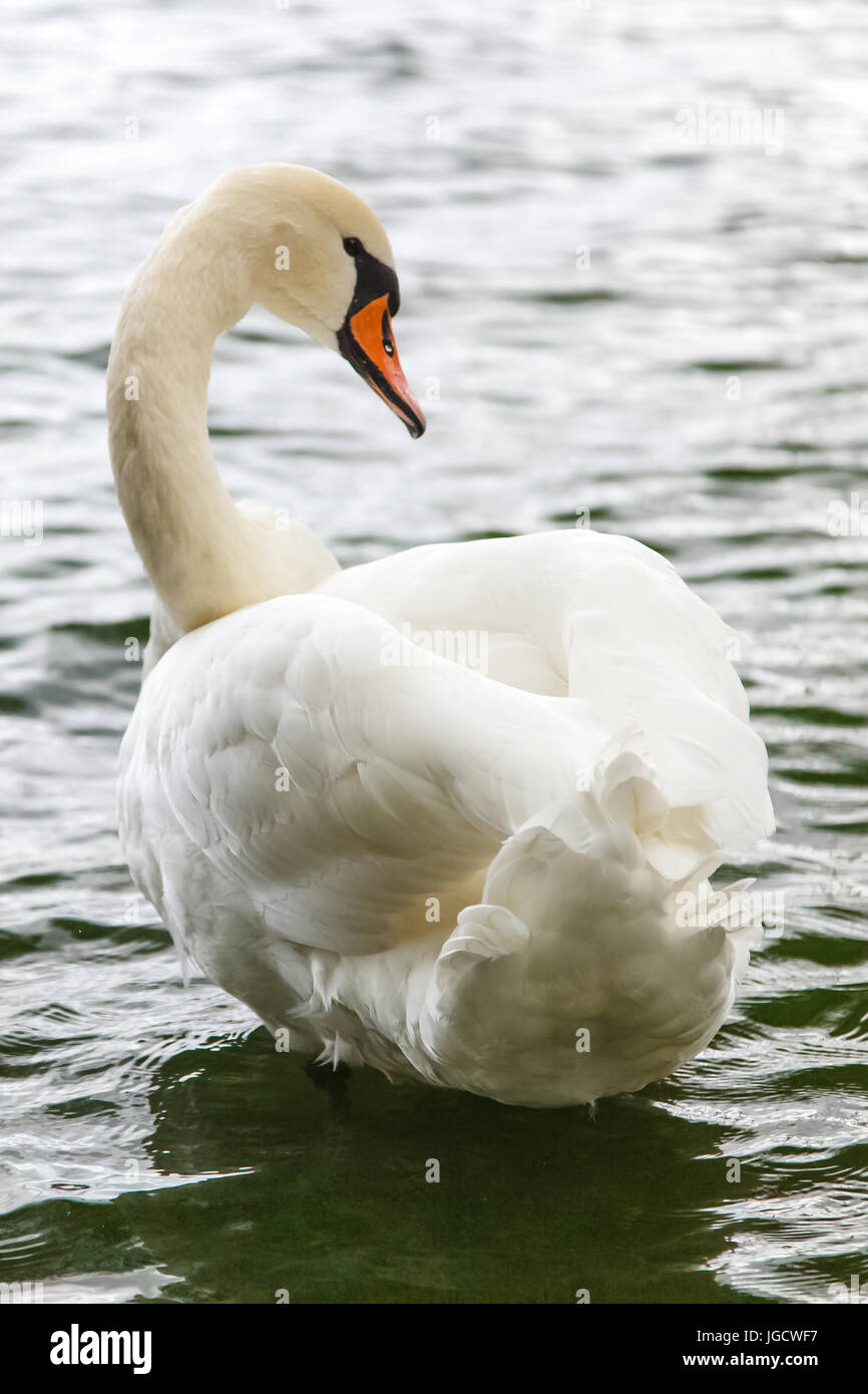 Portrait of a swan Stock Photo - Alamy