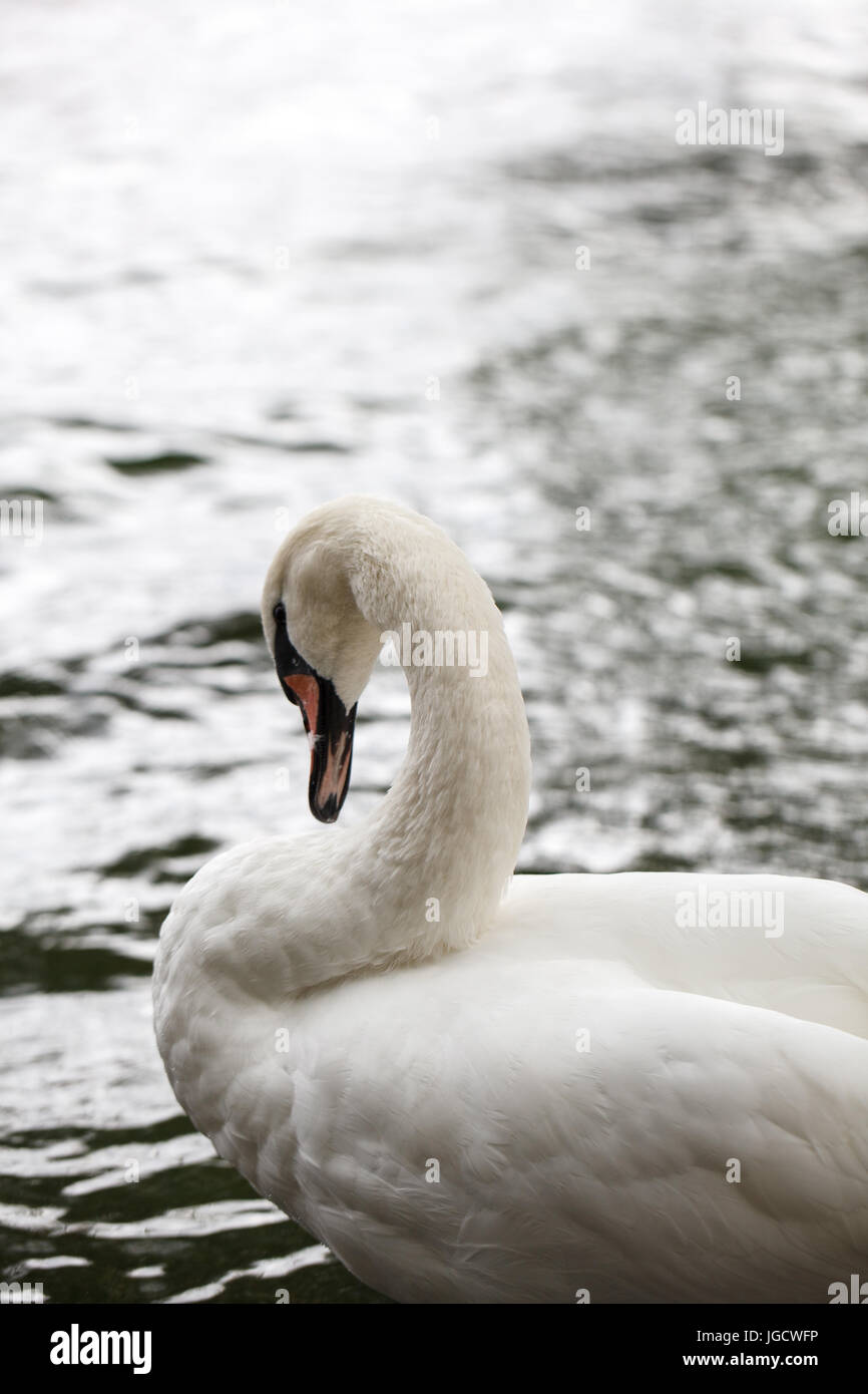 Portrait swan hi-res stock photography and images - Alamy