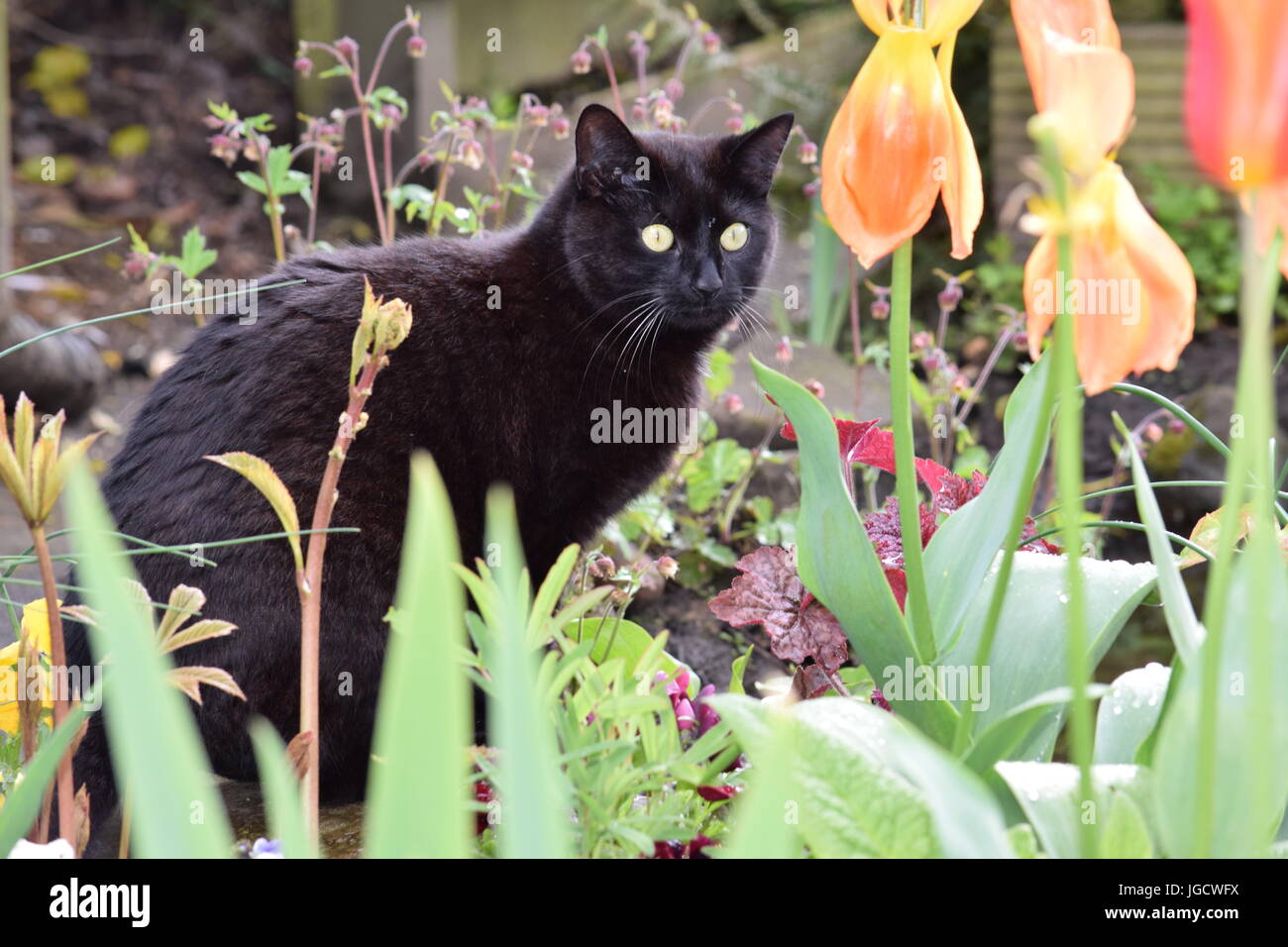 Cat in the tulips Stock Photo - Alamy
