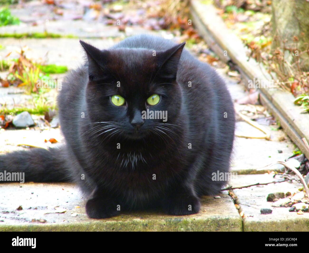 Black cat lying down Stock Photo - Alamy