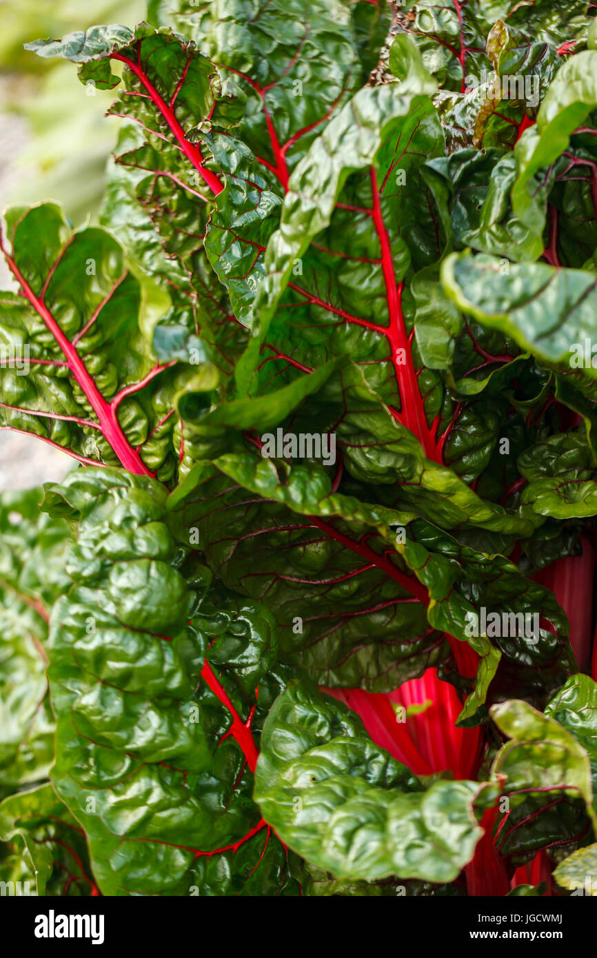 Swiss chard pattern hi-res stock photography and images - Alamy