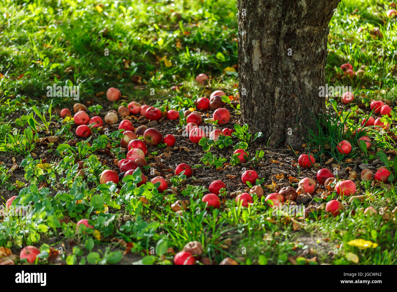 Group under tree hi-res stock photography and images - Alamy