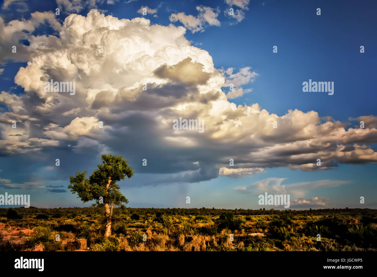 Rural outback landscape, Yanchep, western Australia, Australia Stock ...