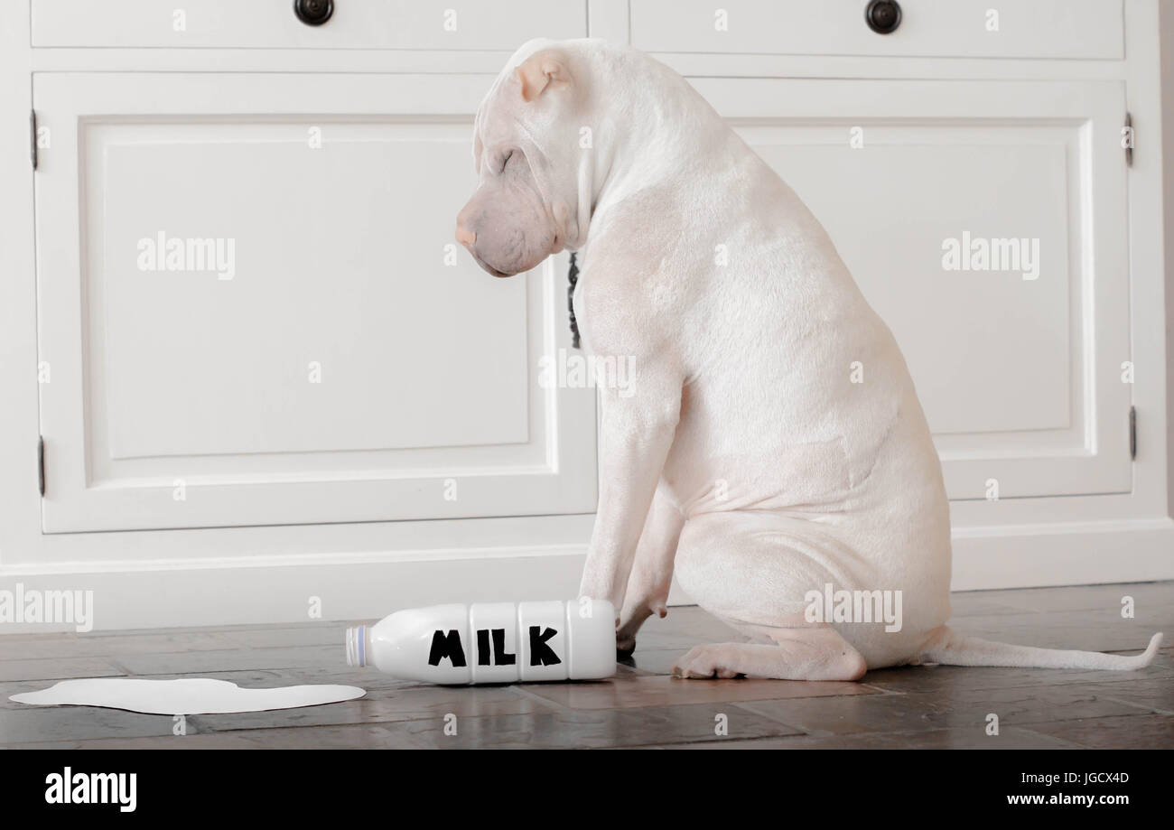 Spilled milk bottle hi-res stock photography and images - Alamy