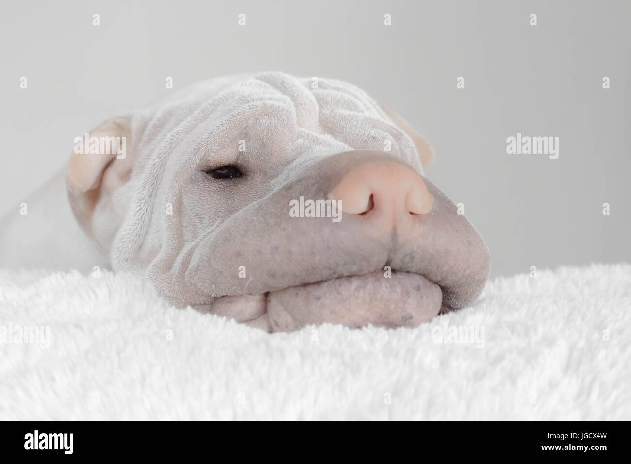 Resting its head hi-res stock photography and images - Alamy