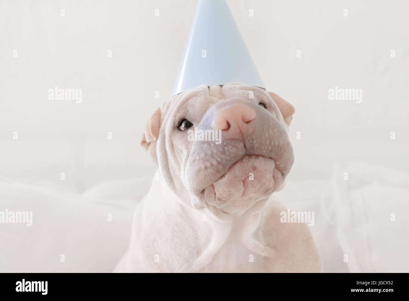 Shar pei dog wearing party hat Stock Photo - Alamy