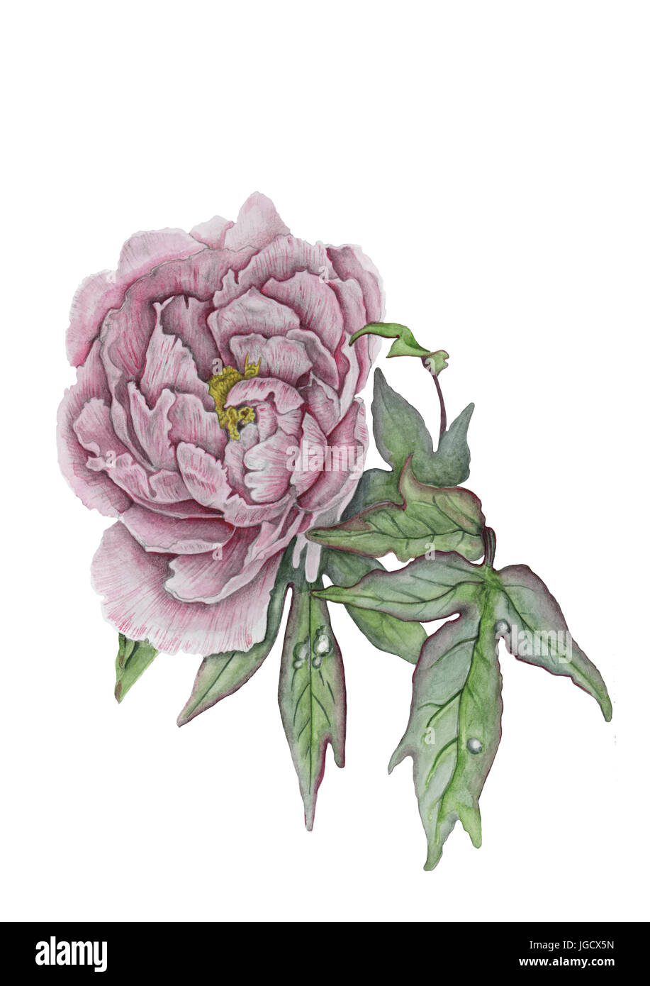 Peony flower head in Cut Out Stock Images & Pictures - Alamy