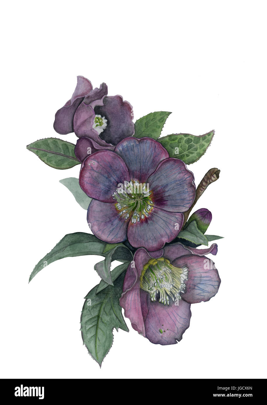 Hellebore Illustration
