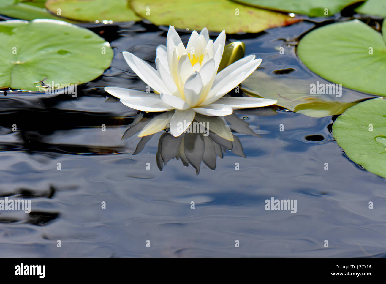 Water lily flower with reflection and lily pads Stock Photo - Alamy