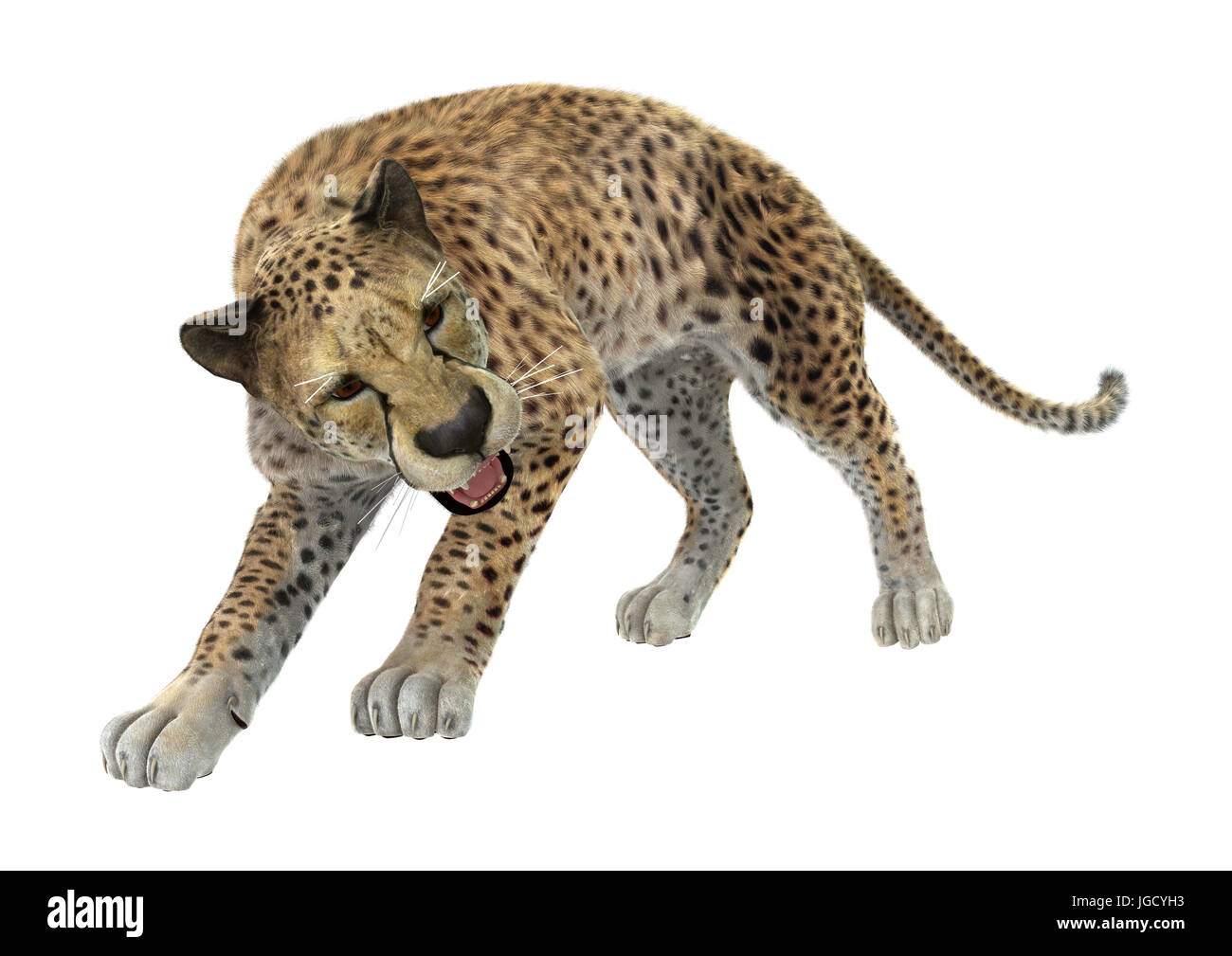 3D rendering of a cheetah isolated on white background Stock Photo - Alamy