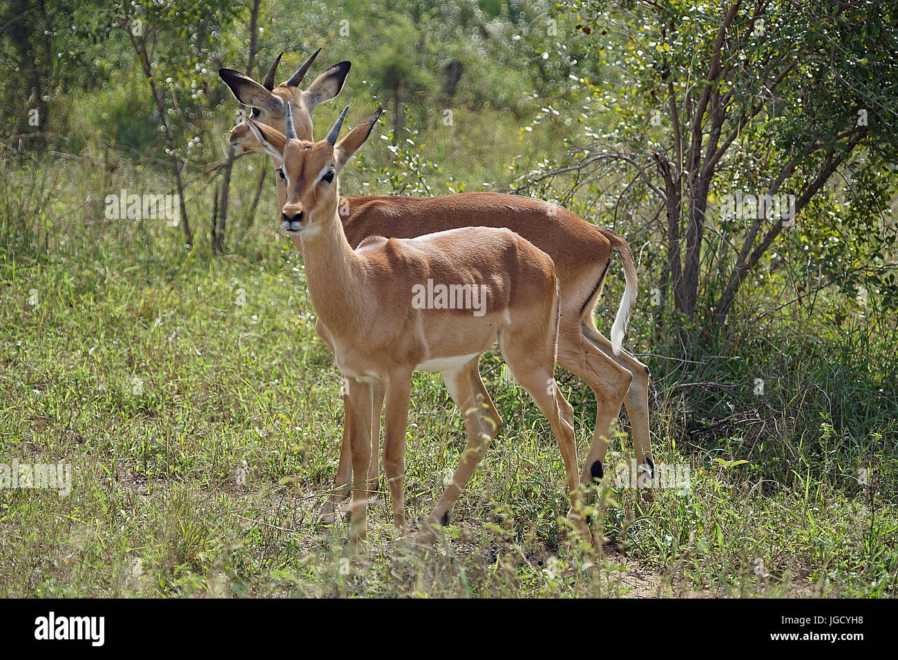 Commonimpala hi-res stock photography and images - Alamy