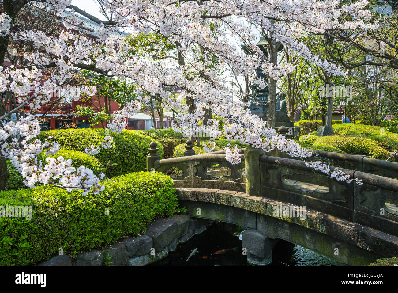 Japanese Garden Cherry Blossom Bridge