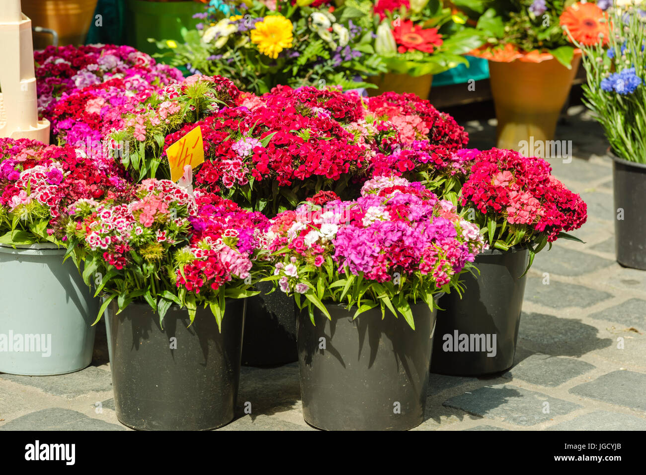 Beautiful european flowers hi-res stock photography and images - Alamy