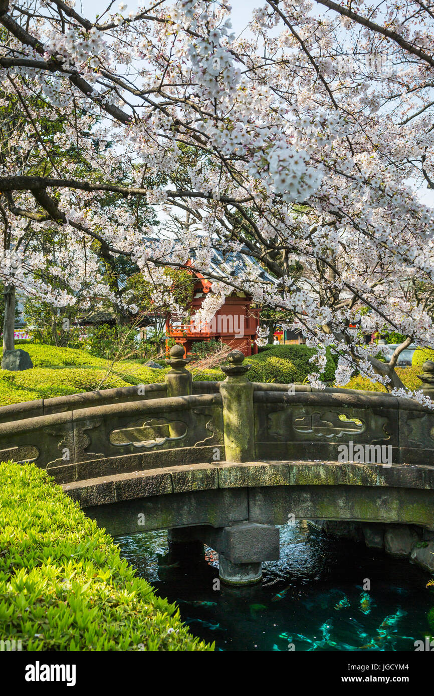 A stone bridge with cherry blossom trees in Asakusa, Tokyo, Japan Stock ...