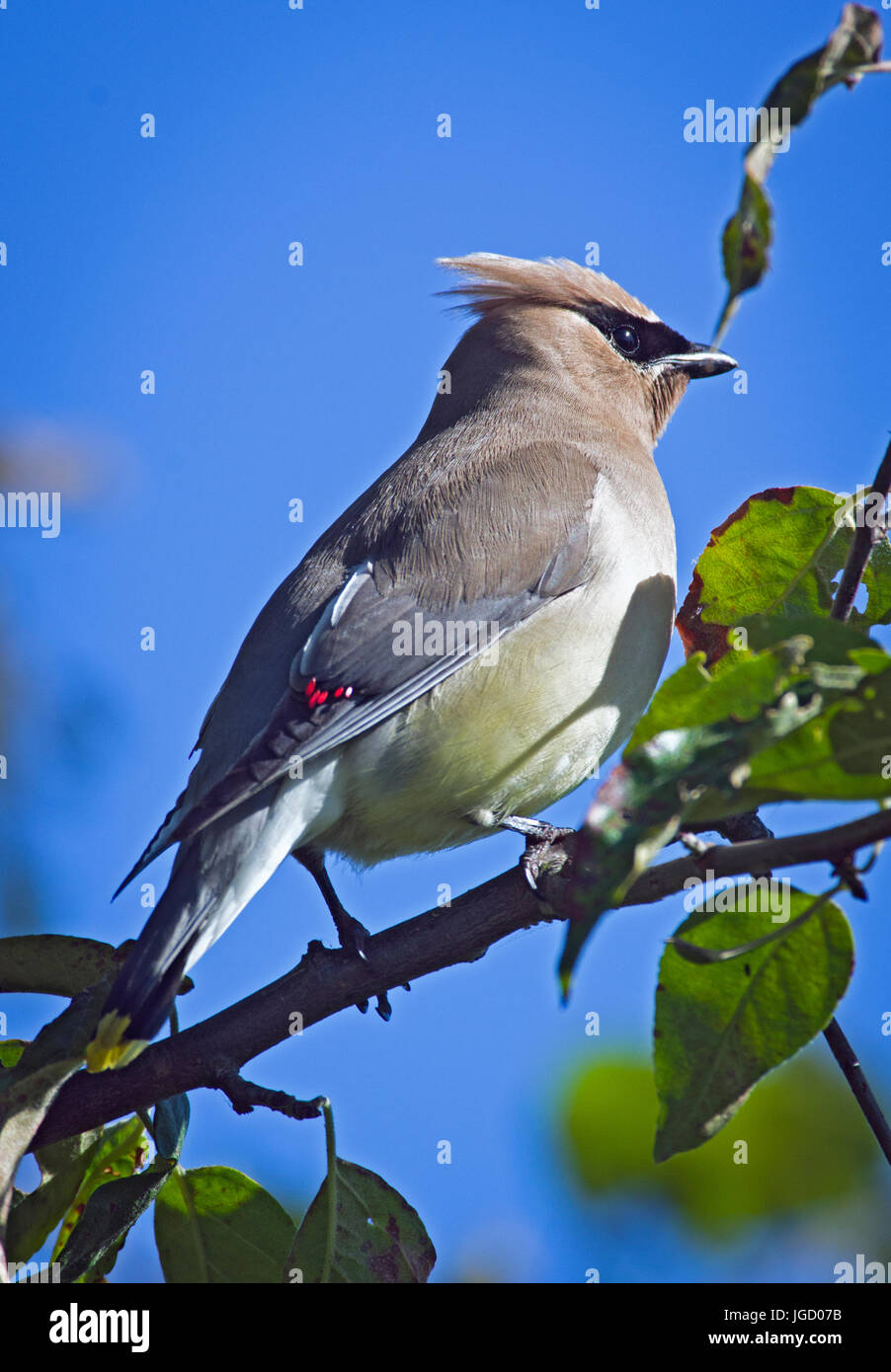 Male waxwing hi-res stock photography and images - Alamy