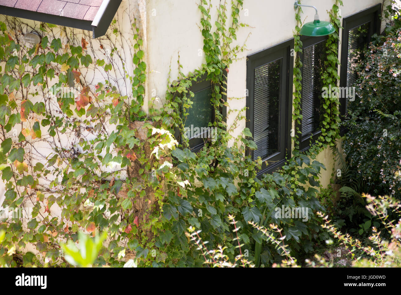 Ivy growing on houses hi-res stock photography and images - Alamy