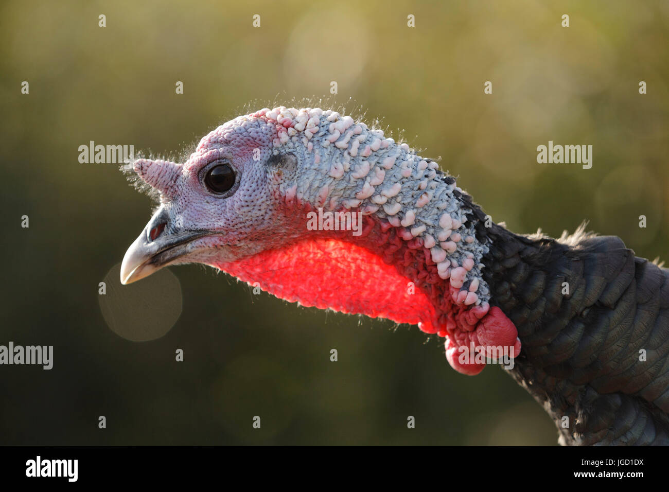 Bronze turkey head close up with red throat and wattle Stock Photo - Alamy