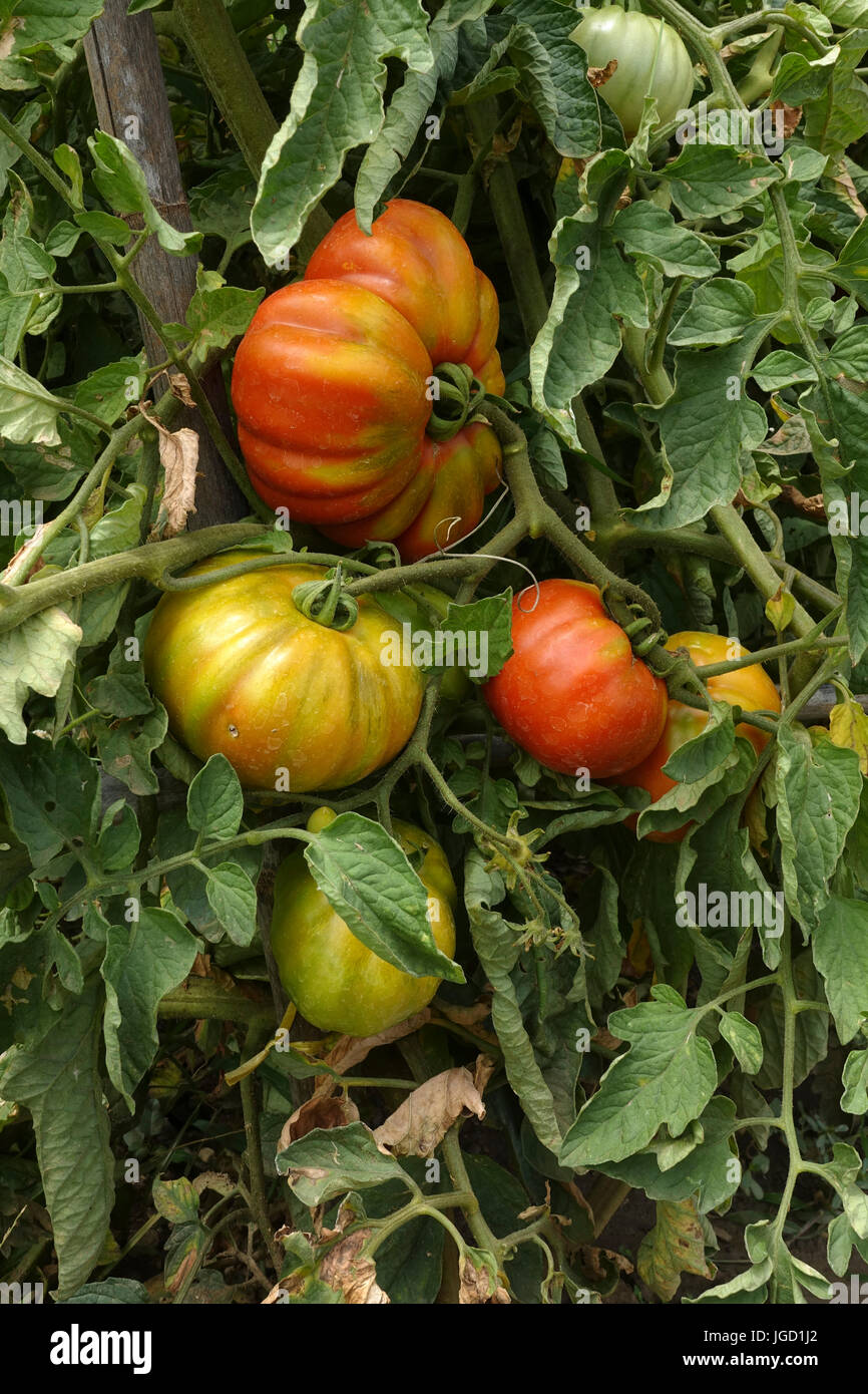 Beefsteak tomatoes growing hi-res stock photography and images - Alamy