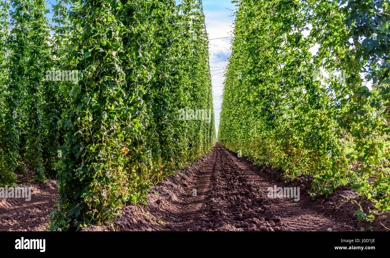Hops umbels hi-res stock photography and images - Alamy
