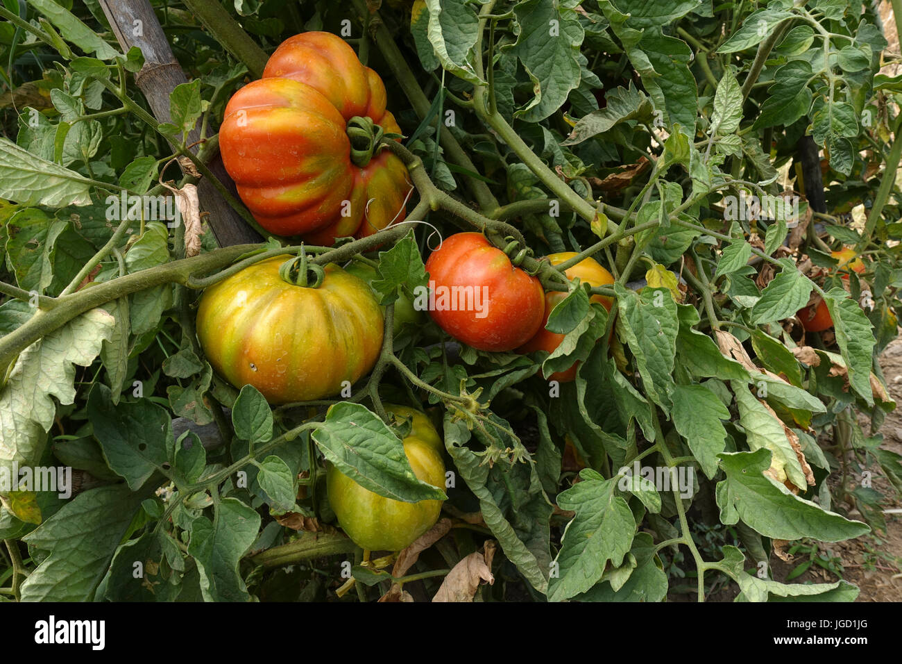 Beefsteak tomatoes growing hi-res stock photography and images - Alamy